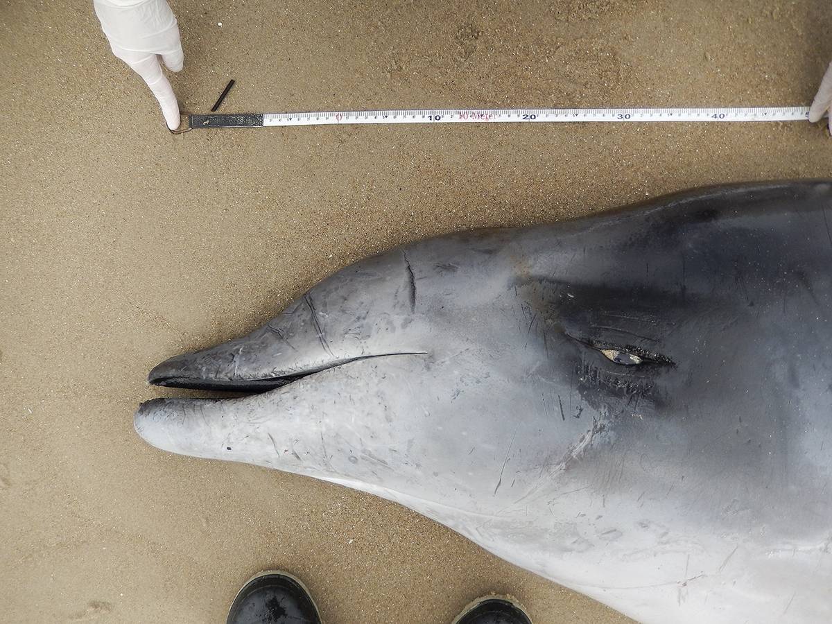 Descubrimiento de una nueva especie de cetáceo en Uruguay: El Zifio de ...